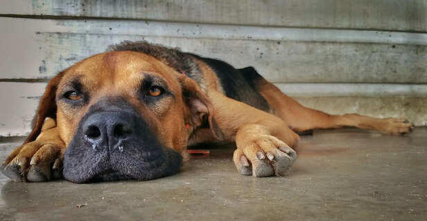 These 5 Indian Dog Breeds Are on the Brink, and No One’s Talking About It