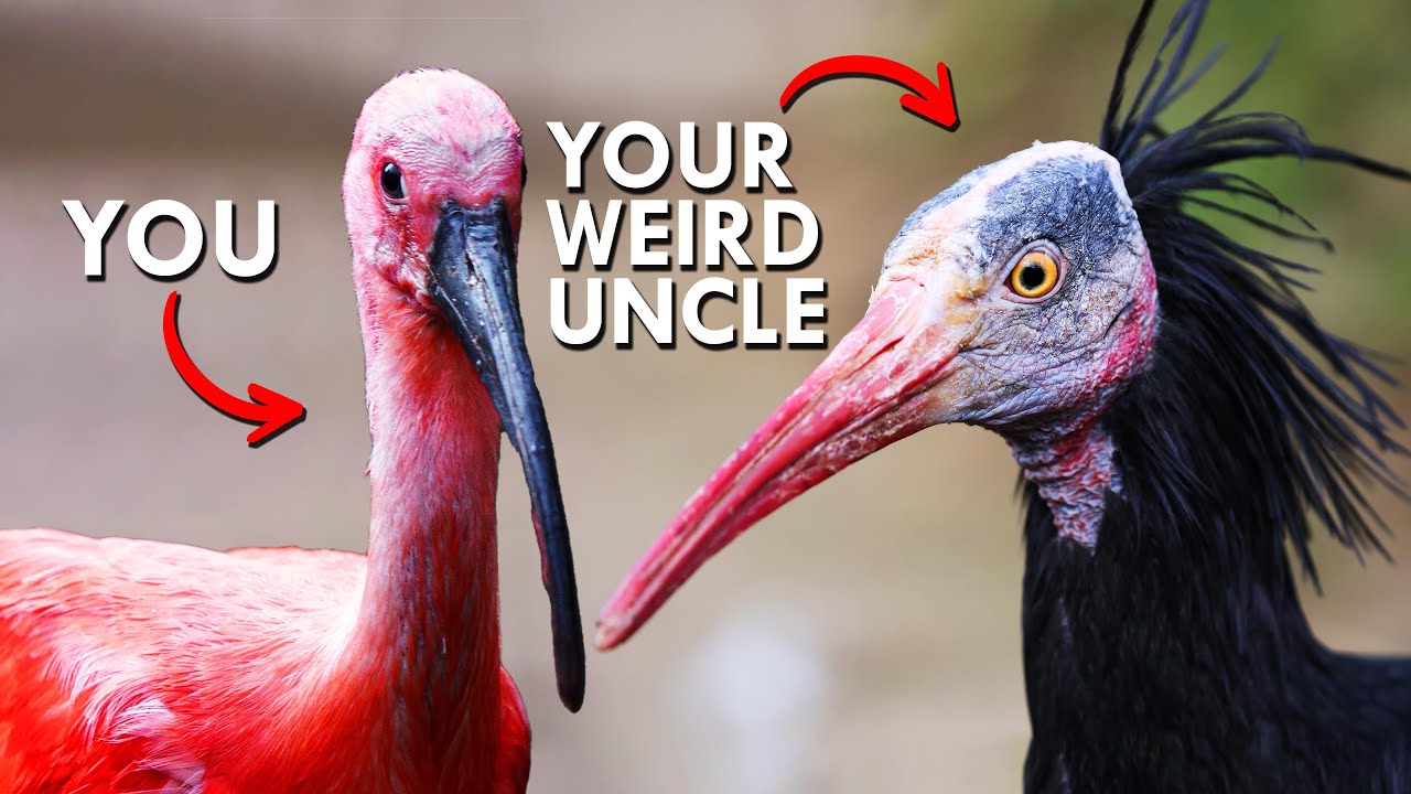 Why Is This Bird Pink?