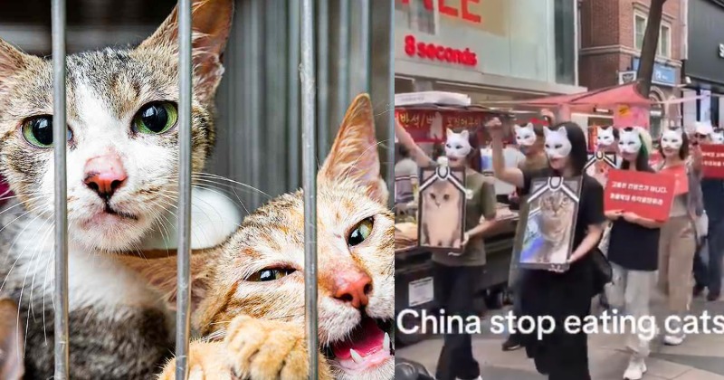'China, stop eating cats': Protest in Seoul sparks global animal rights ...