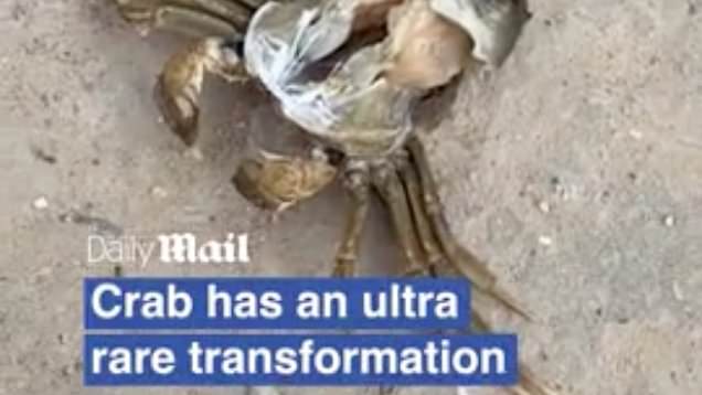 Crab has an ultra rare transformation