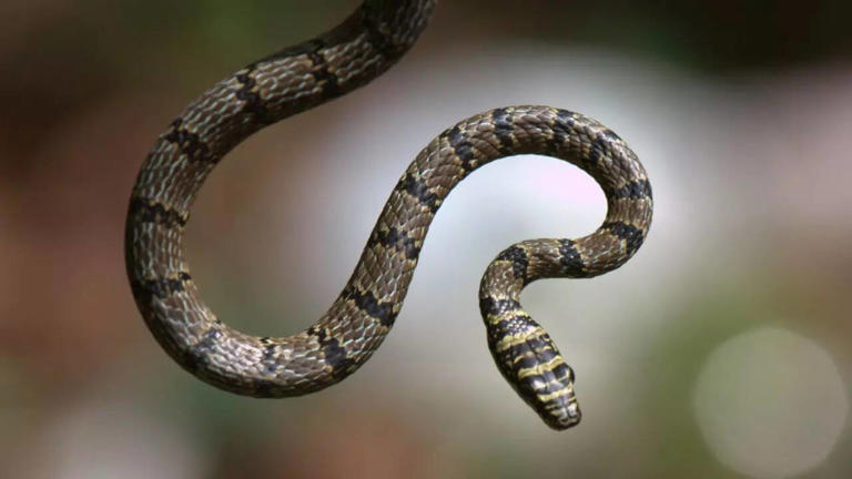 10 snakes that can swim or fly naturally in the wild