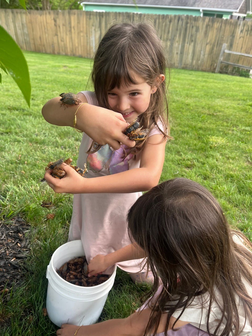 Cicadas for dinner? Asheville chefs, forager say yes please