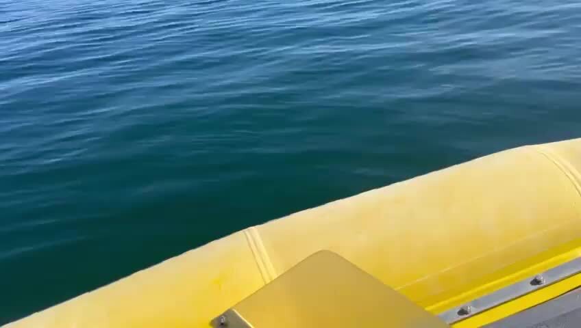 Giant Whale Gracefully Swims Past Boat