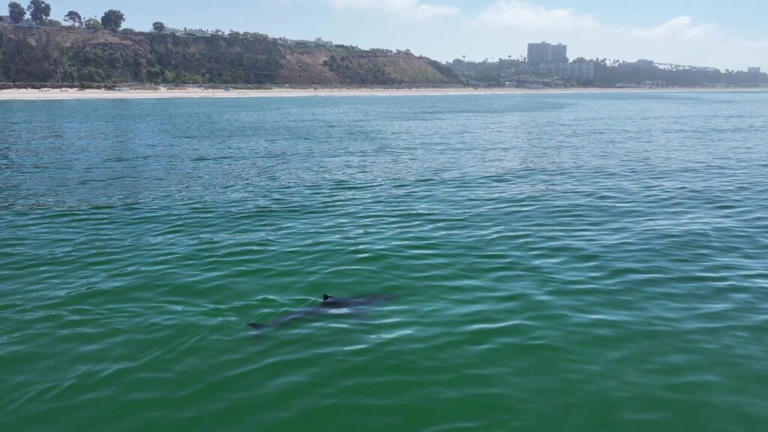 15ft great white shark filmed close to shore in Santa Monica