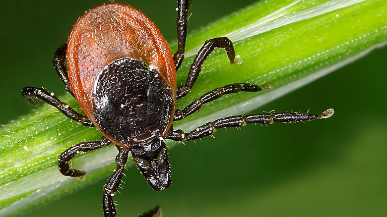 The Easy Tick-Removal Tip That'll Stop You From Bringing Them Into The ...