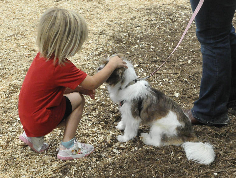 Chickens, swine, dog and horse shows kick of 2025 Holmes County Fair