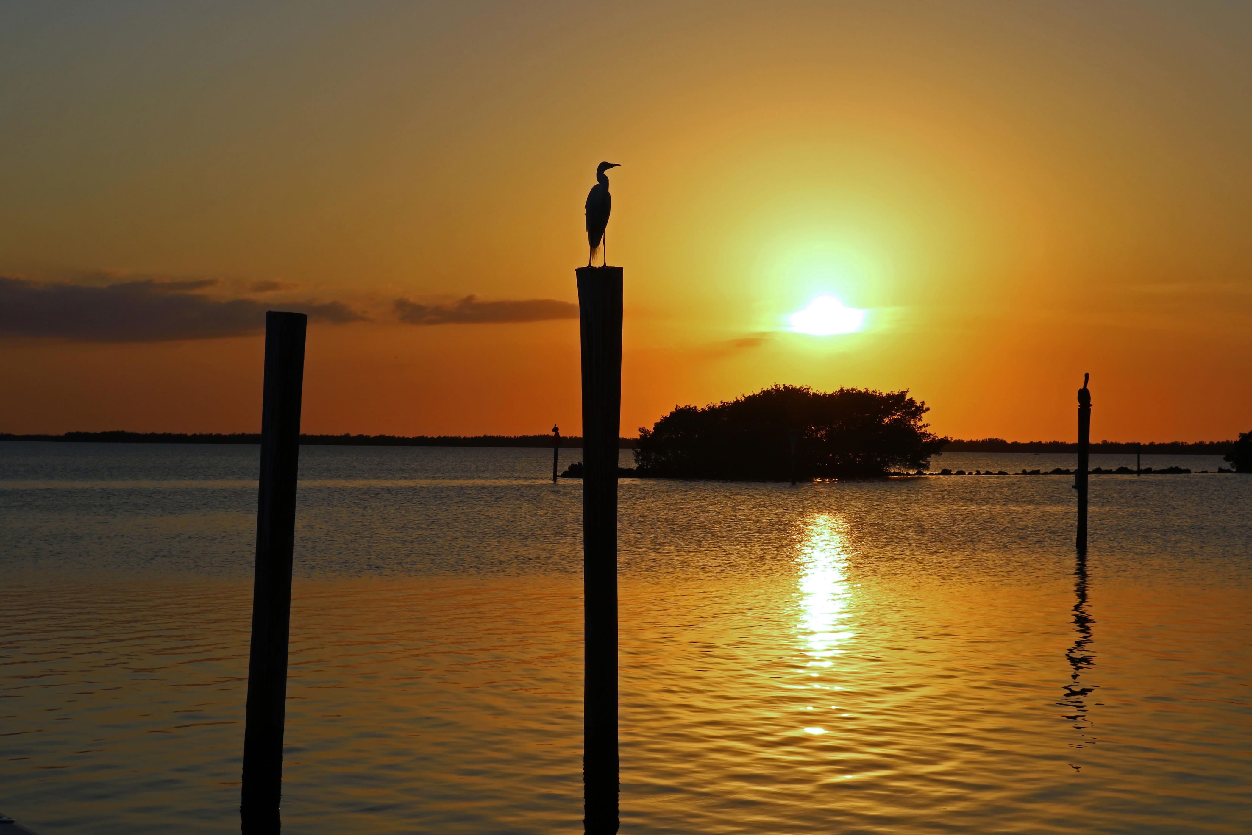 Pictures in Paradise: SWFL reader photos include river otter ...