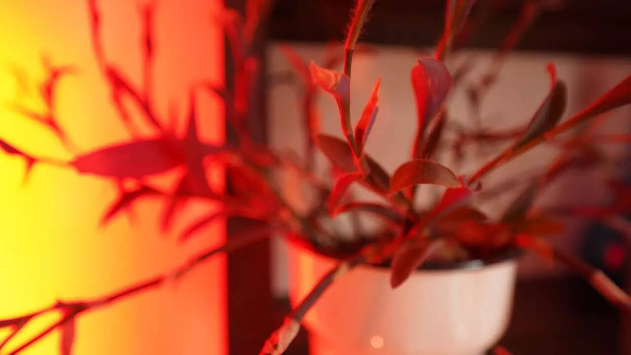 Why red light is essential for flowering plants and indoor gardening ...