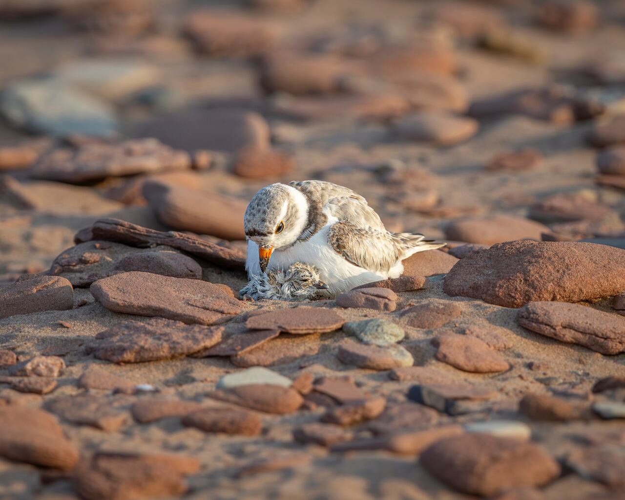 P.E.I. photographer finally captures rare moment as piping plover ...