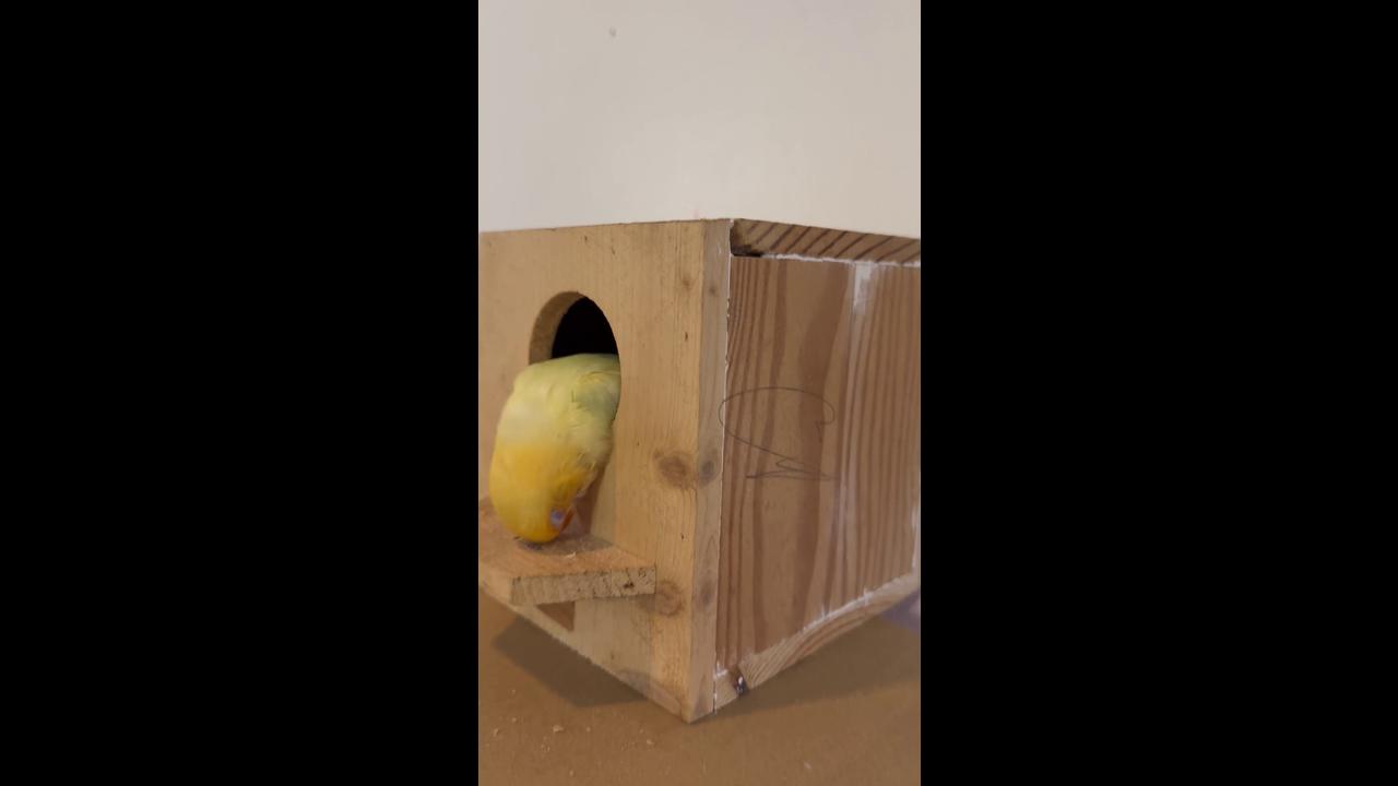 African lovebird hangs upside down from his box