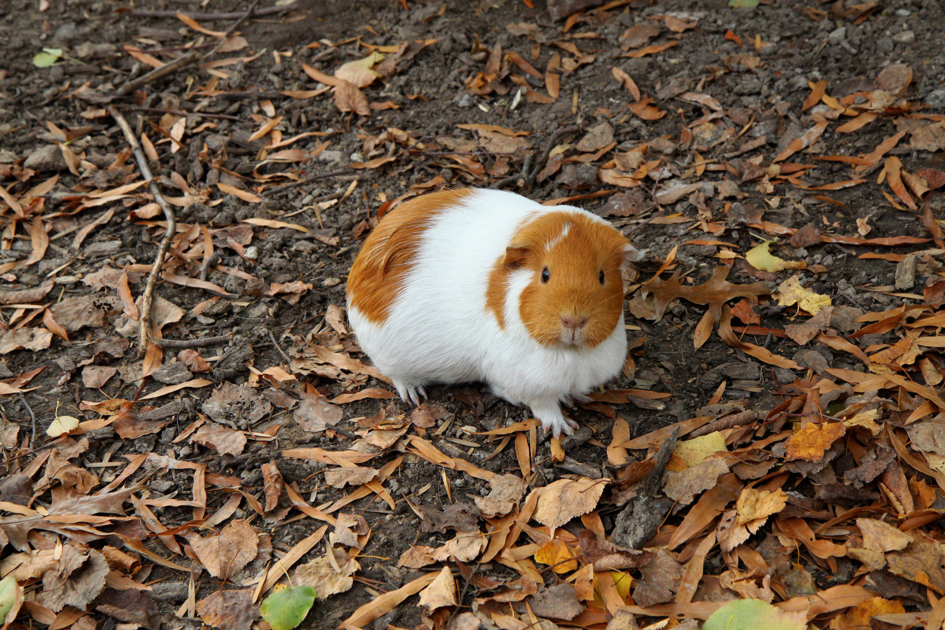 Descubre por qué la cobaya es la mascota perfecta