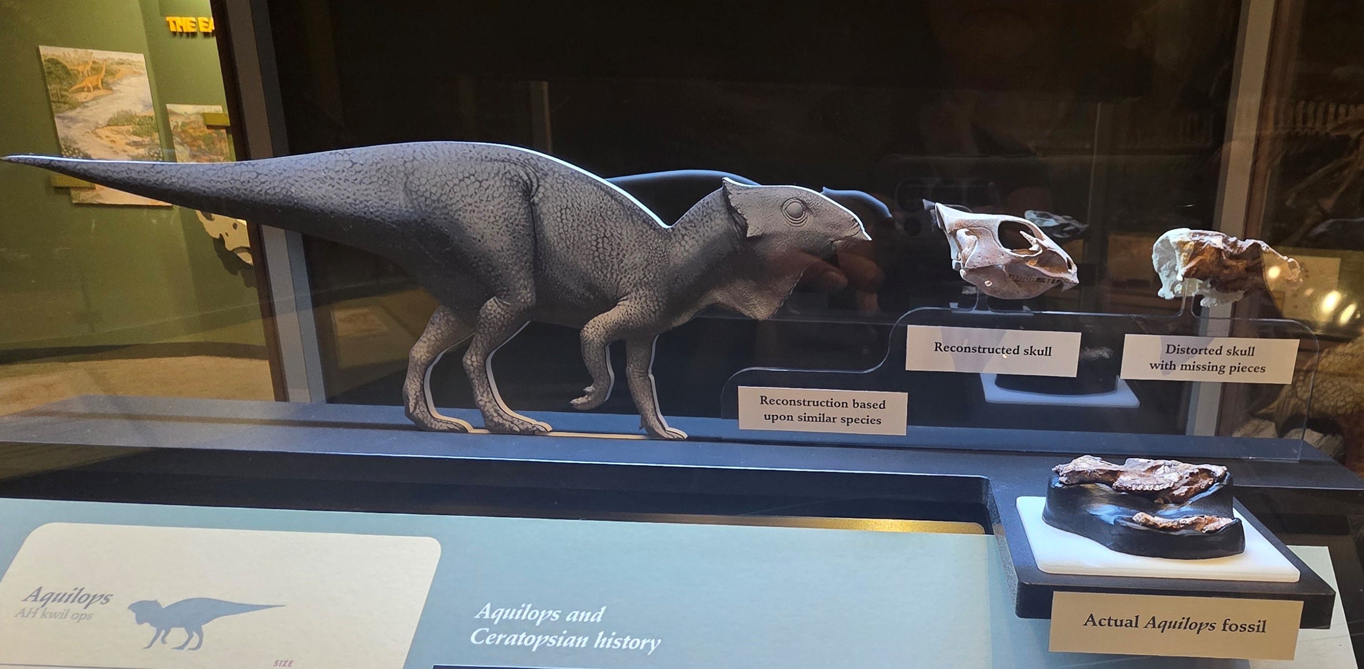 OU museum has the only known fossil of the cute dinosaur star of ...