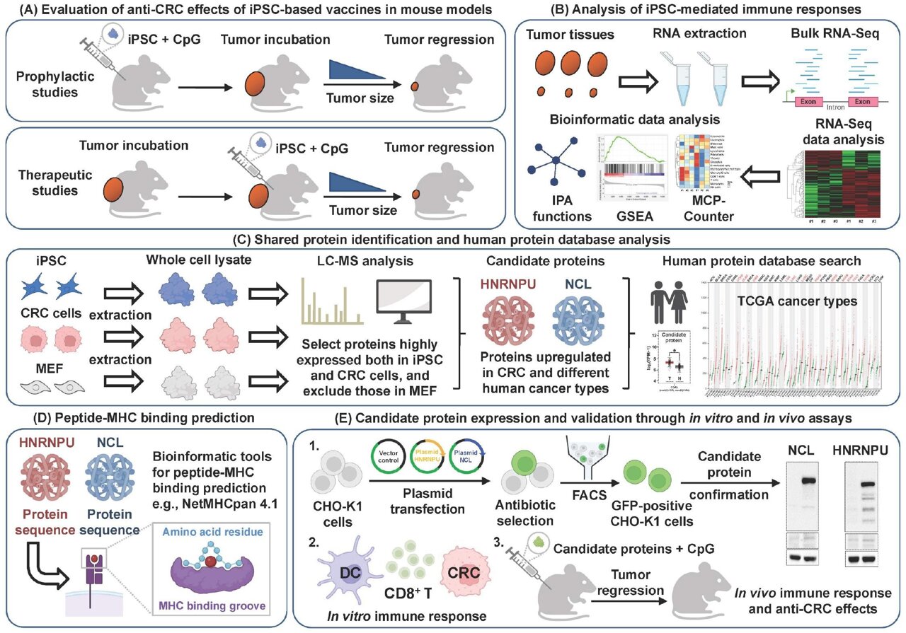 iPSC-based vaccines: A new hope for preventing and treating colorectal ...