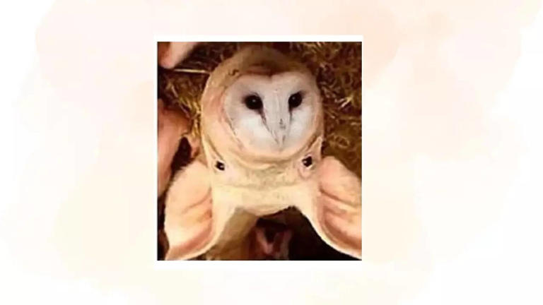Optical illusion: Everyone sees the owl in 1 second— Can you also spot ...