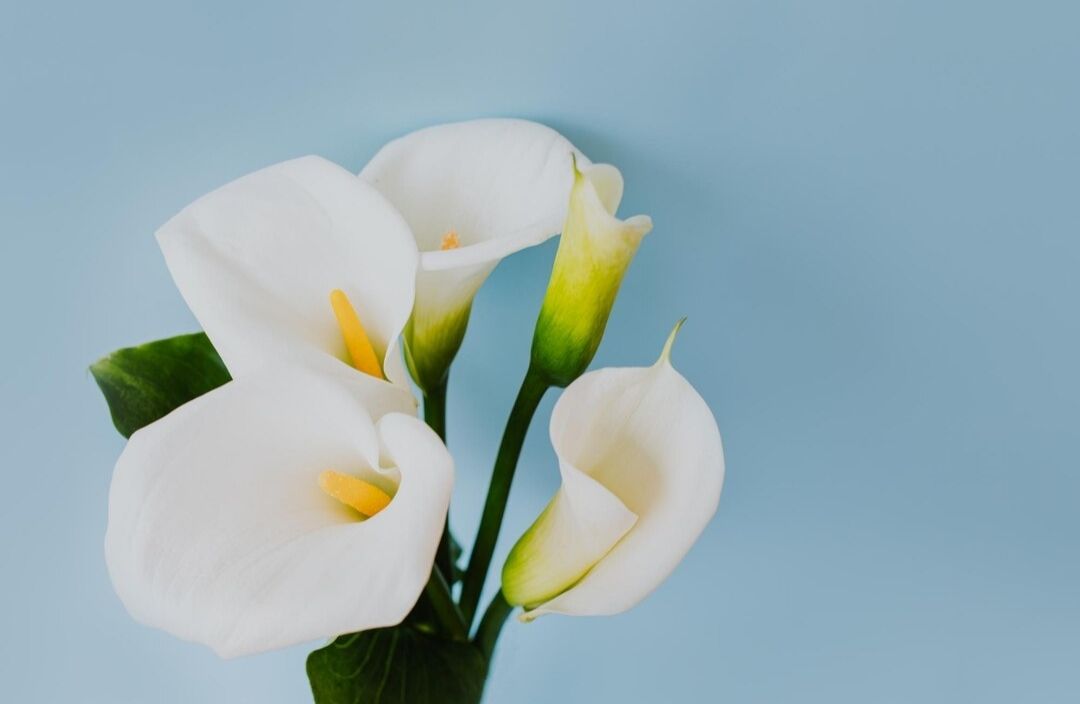 Mengenal Bunga Calla Lily, Tanaman yang Jadi Tren Pernikahan, Ternyata ...