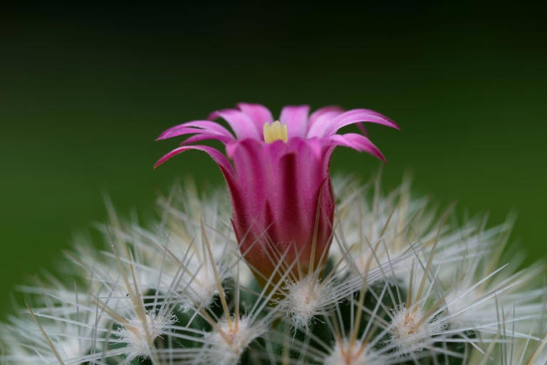 Cultivo y Cuidado del Cactus Erizo (Echinocactus grusonii) y Echinopsis ...