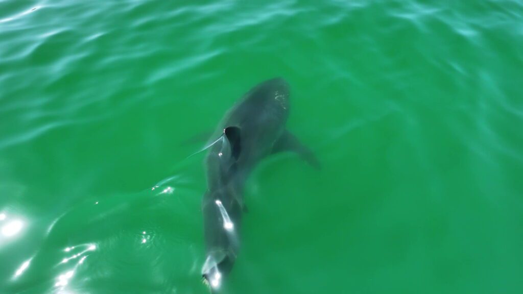15ft great white shark filmed close to shore in Santa Monica