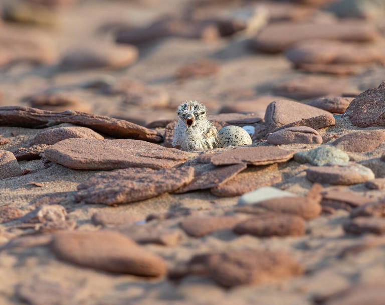 P.E.I. photographer finally captures rare moment as piping plover ...