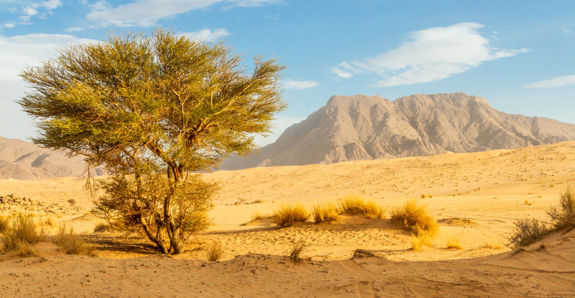Great Green Wall: Africa’s fight against the desert