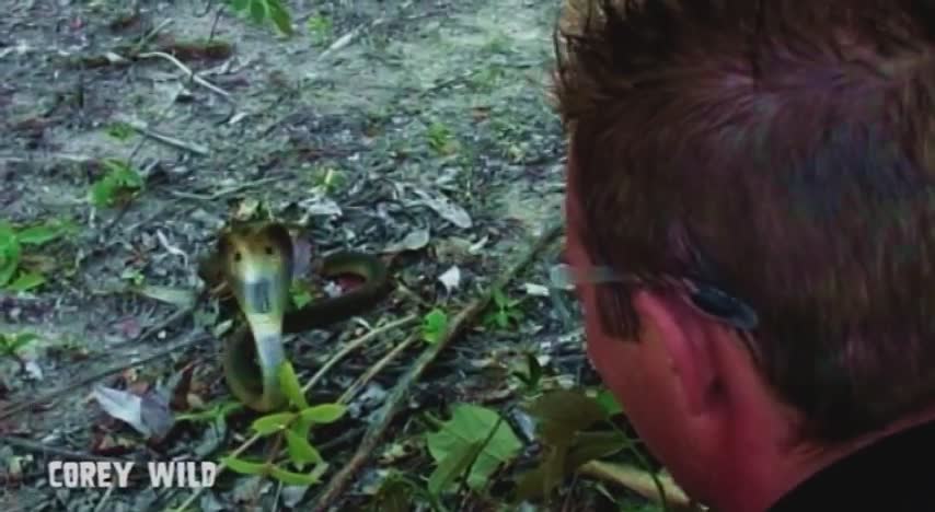 Taming down a wild spitting cobra