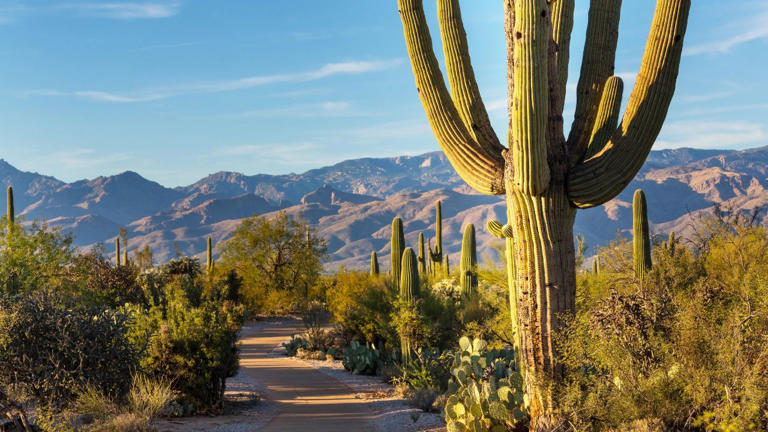 7 awe-inspiring moments you can only experience at Saguaro National Park