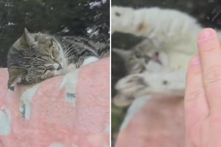 Hearts melt at how man lets senior cat know he is home