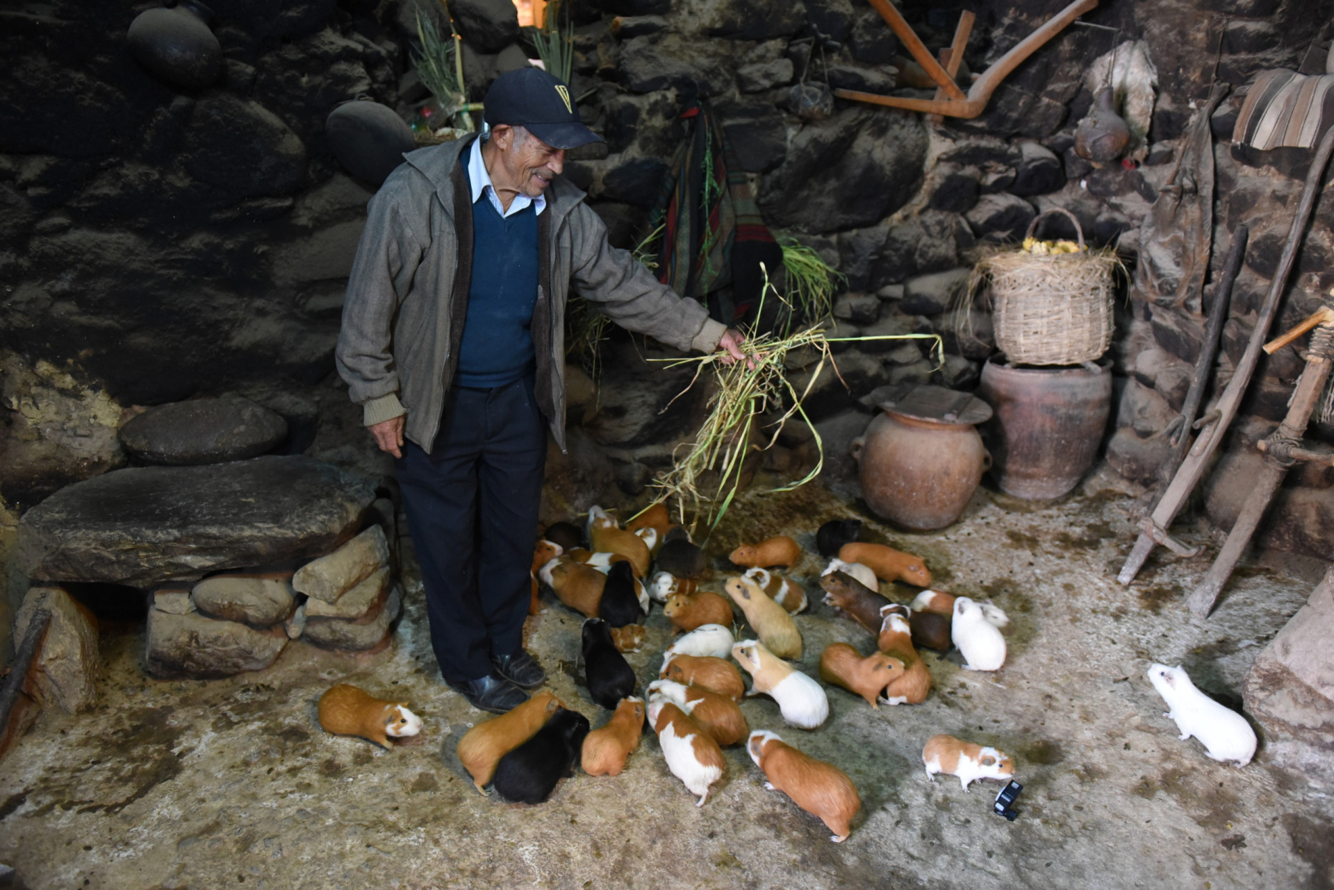 Descubre por qué la cobaya es la mascota perfecta