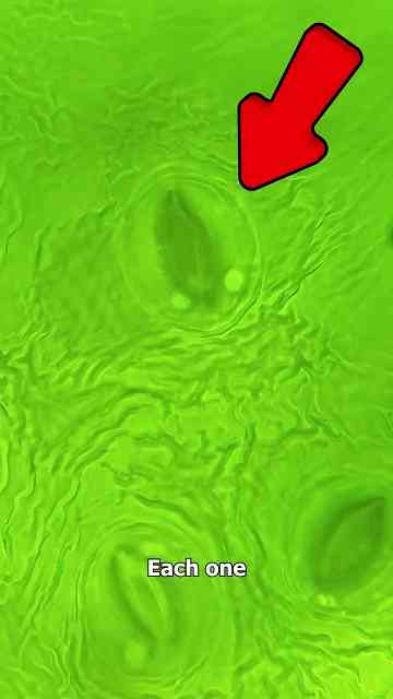 Proof That Plants Breathe Real-Time - Under The Microscope