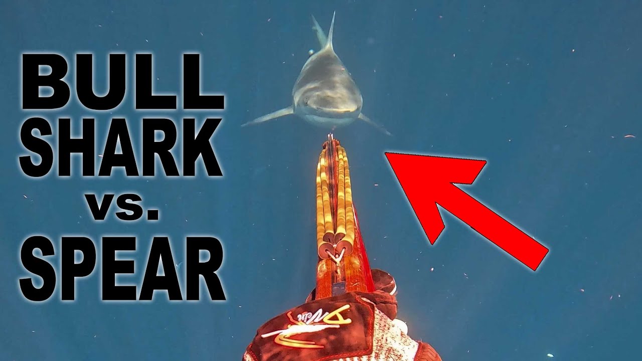 BULL SHARK vs. SPEARO - Offshore Fishing