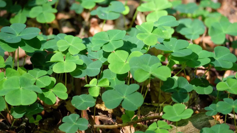 Tired of pulling weeds? Grow these 7 ground cover plants to naturally ...