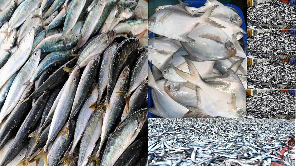 India's marine fish catch dips two per cent in 2024, Gujarat leads landings