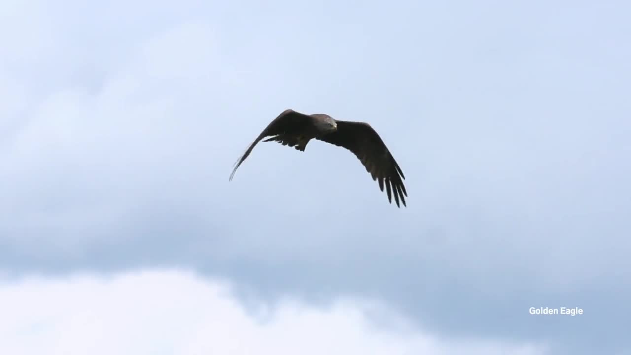 The Fastest Animals In The World: Close-Up Footage