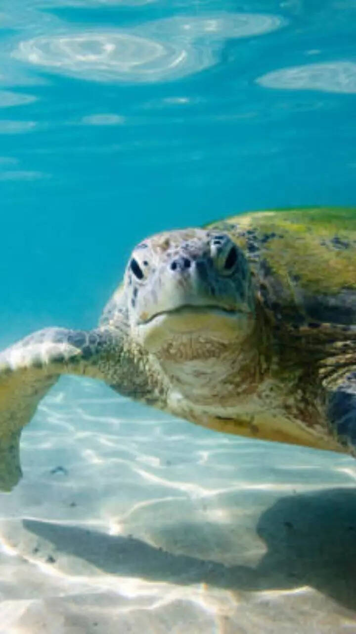 10 aquatic animals that can survive on land as well