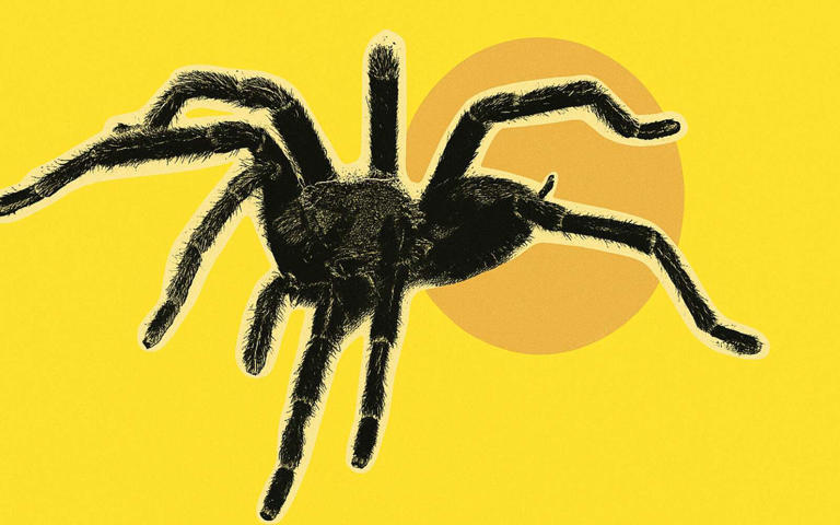 Ces tarentules ont un organe reproducteur quatre fois plus grand que ...