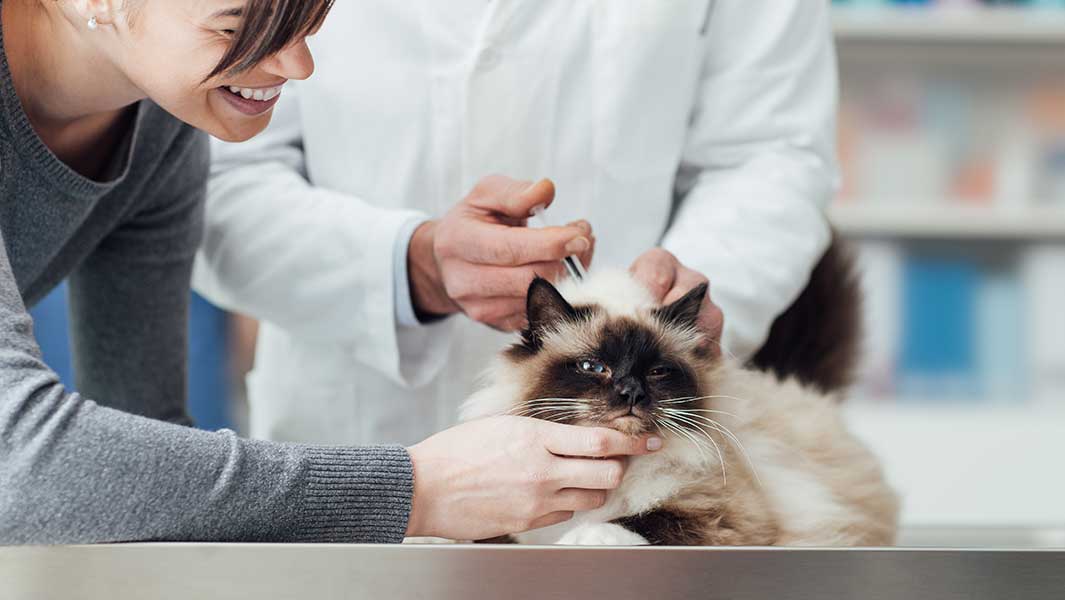 Zoetis Reverses And Dives As Its Arthritis Setback Continues