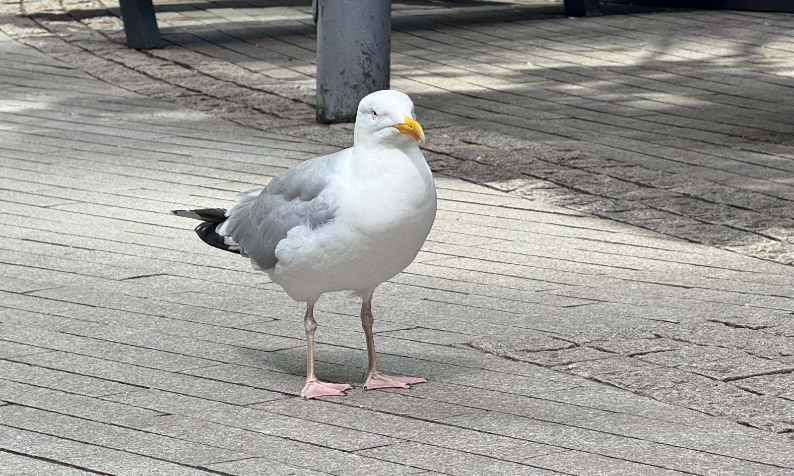 WATCH: Moment Steven the cheeky seagull snatches ornament off woman's ...