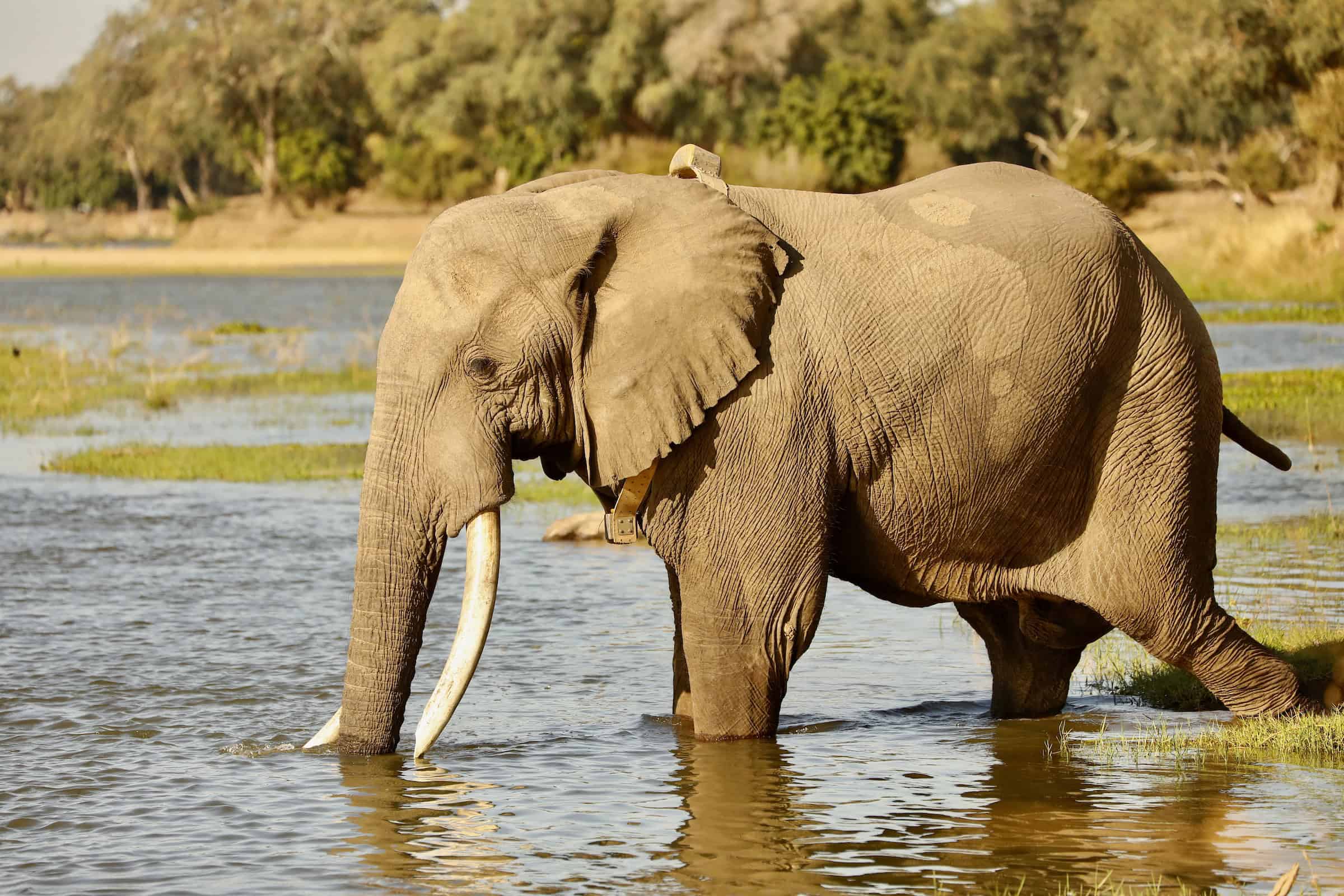 7 Female-Led Animal Species That Prove Girls Run the Wild