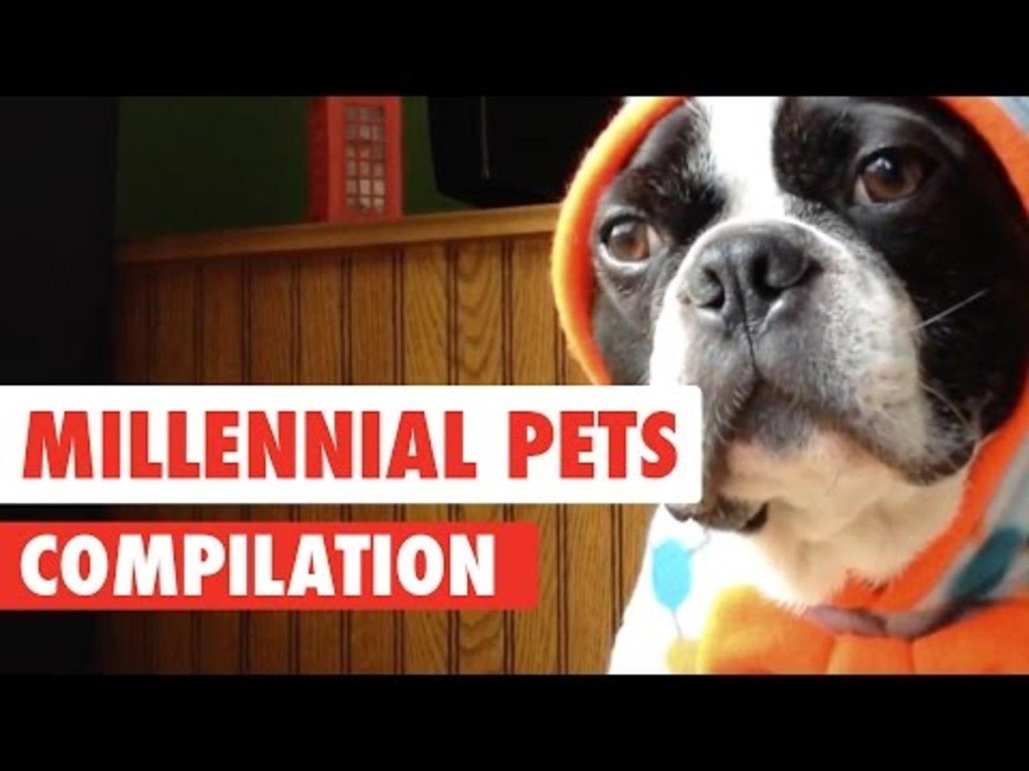 Millennial Pets || Funny Pet Compilation
