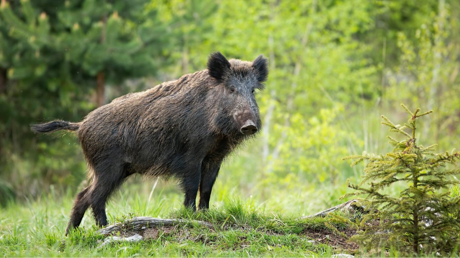 Pigs With Blue-Coloured Meat Found By California Wildlife Officials