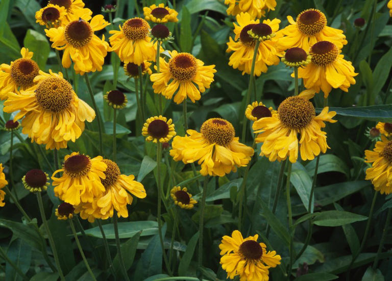 ‘Sneezeweed’: Rare flower making a comeback – will it really make you ...
