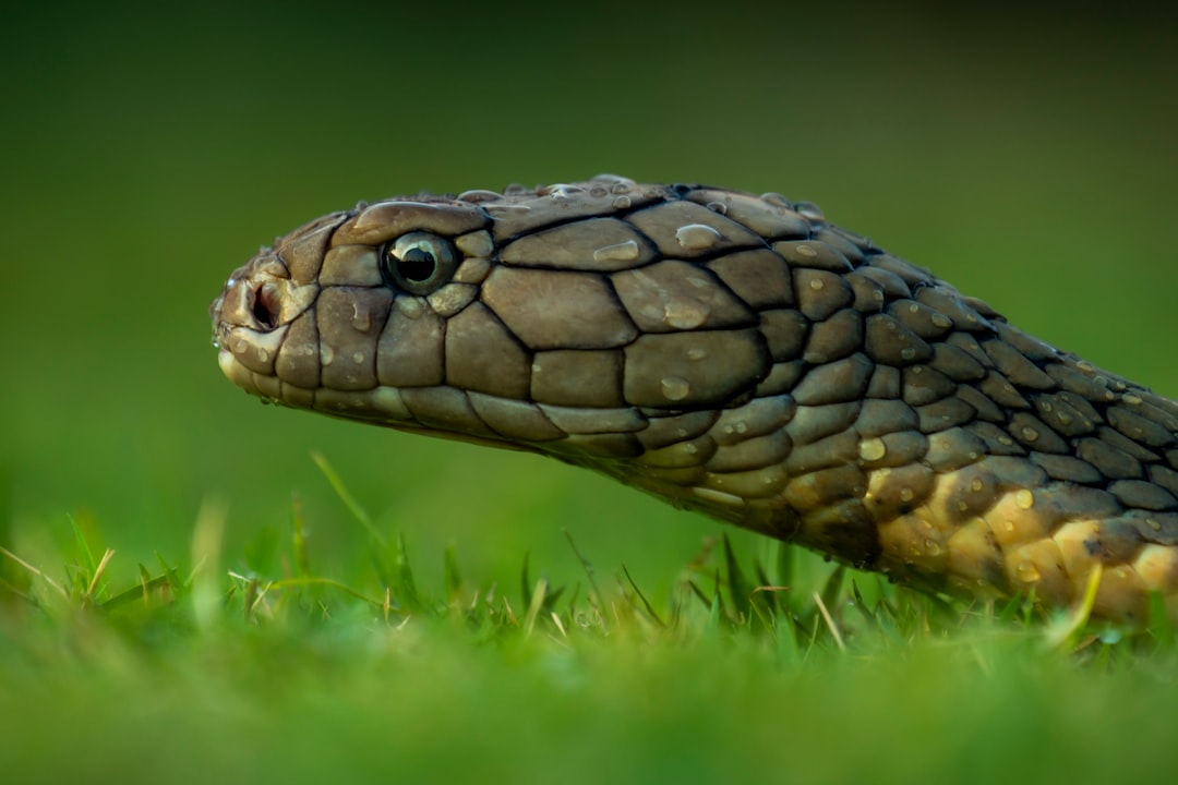 The World's Most Venomous Snakes, Ranked from Deadliest to Least Dangerous