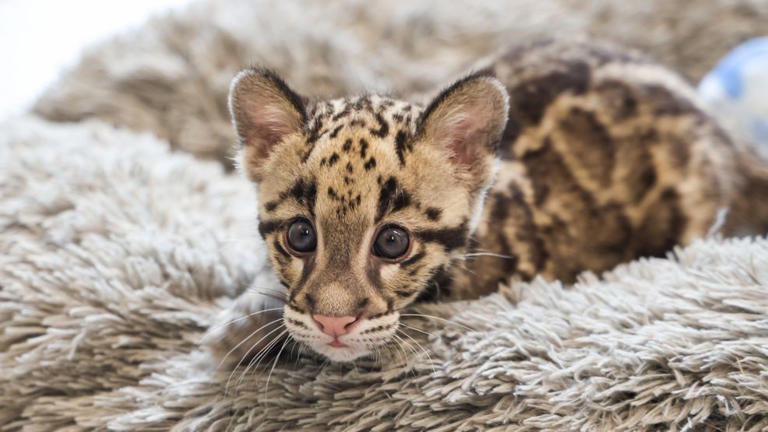 Nashville Zoo welcomes birth of rare clouded leopard cub