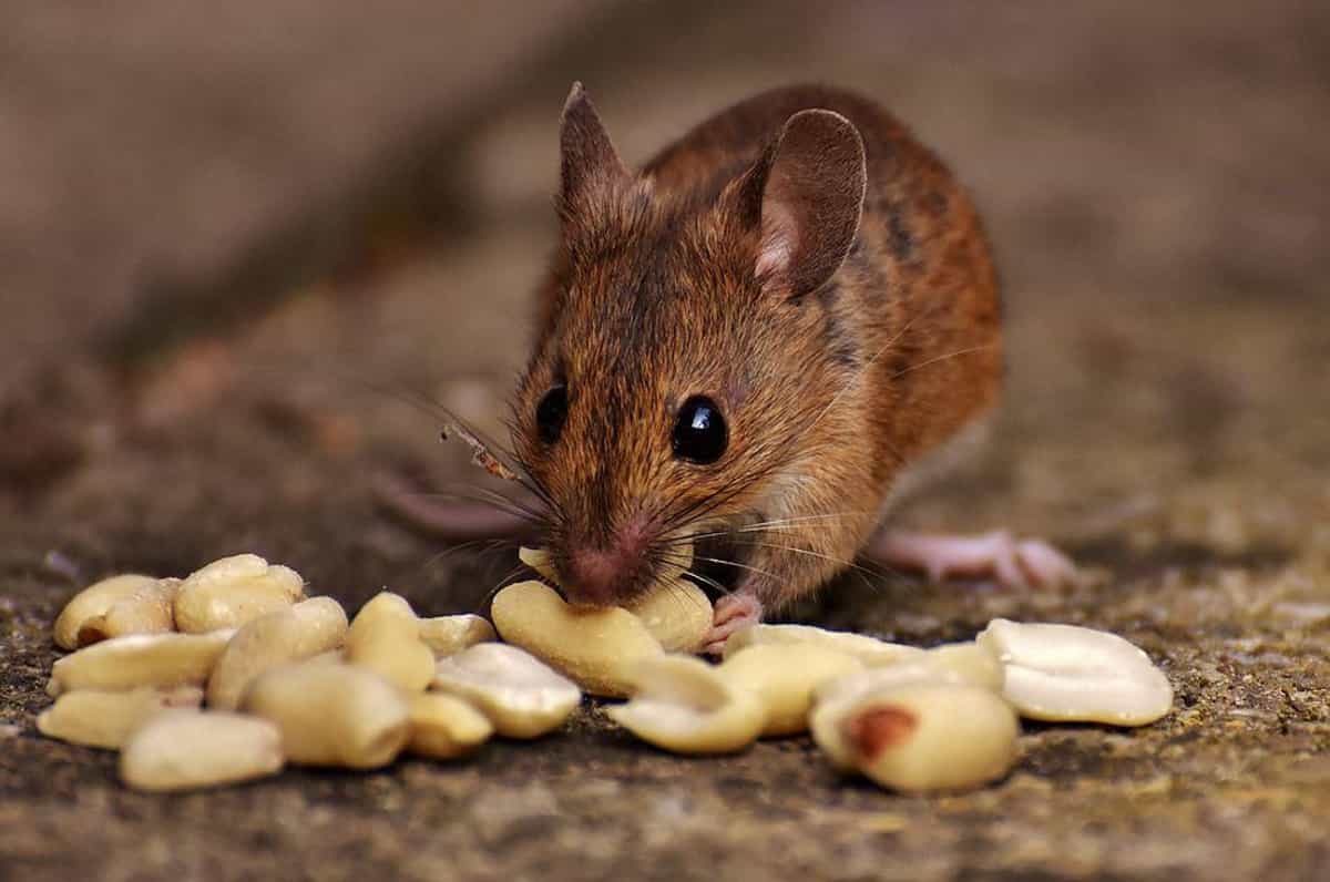 Most Deadly Animal From Every U.S. State