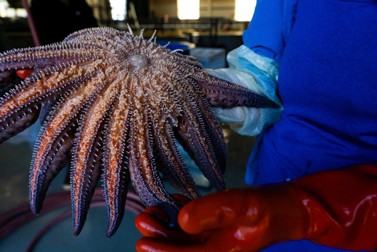Scientists find culprit after billions of sea stars killed off Pacific ...