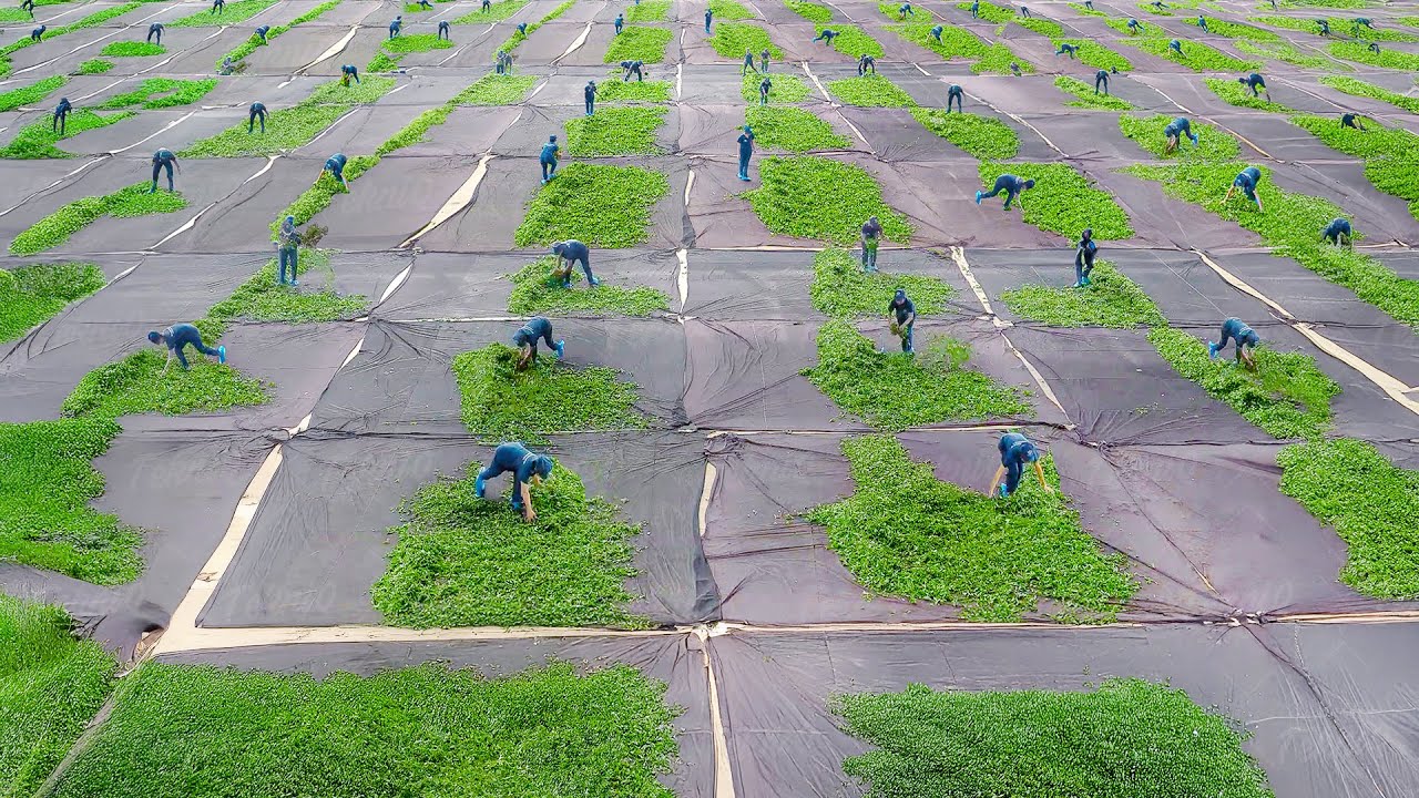 The Incredible Way They Produce Oolong Tea