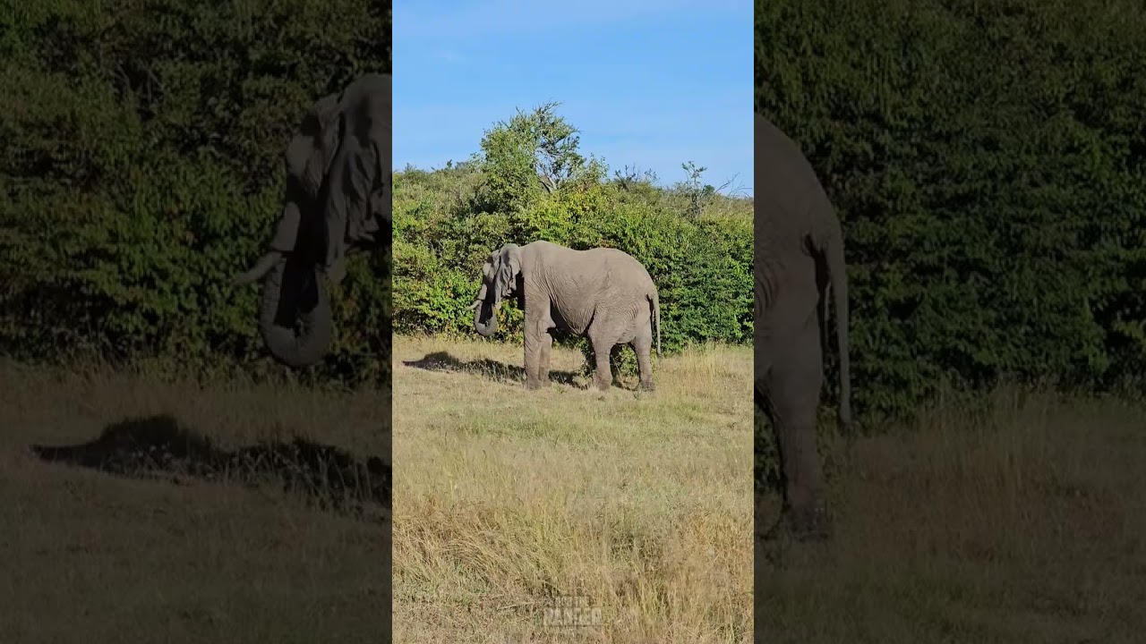 Close-Up Elephant Encounter in Untouched Wilderness