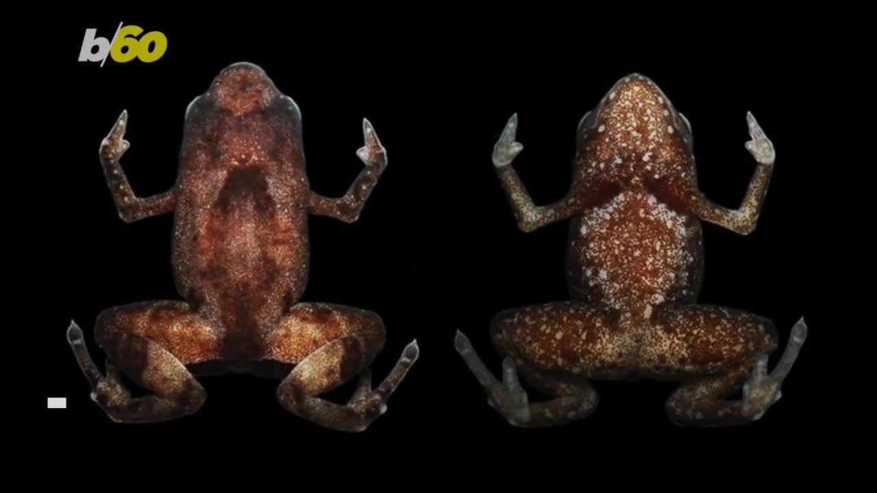 Scientists Confirm Discovering ‘Smallest Frog in the World’ Was No Easy ...
