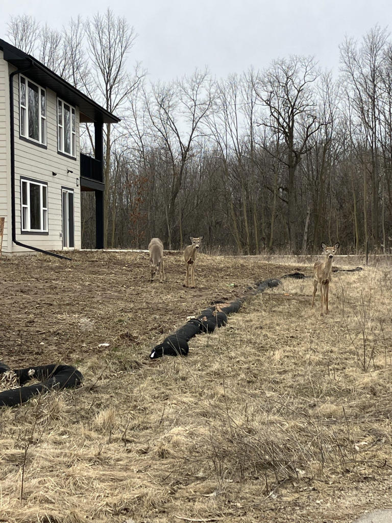 Howard approves plan for deer hunt on village properties. Here's what ...