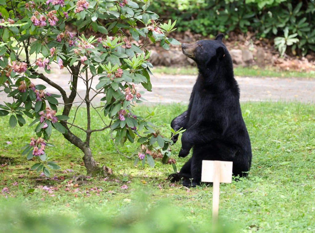 Answer Man: Why can’t we just sterilize bears? Or relocate them? What happened to the City of ...