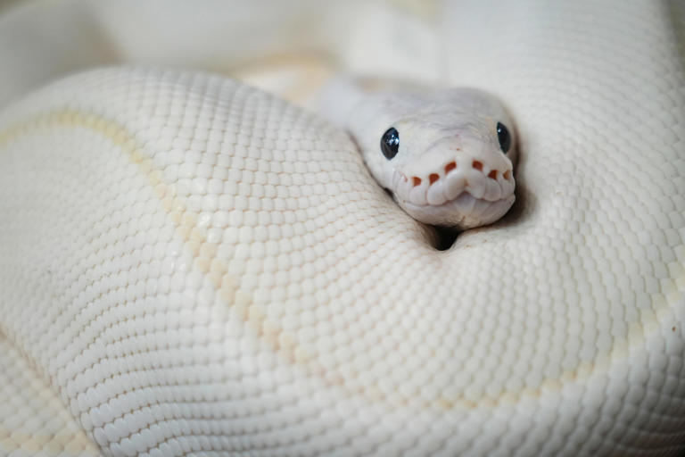 Is there a python loose in Des Moines? What to know about the large ...